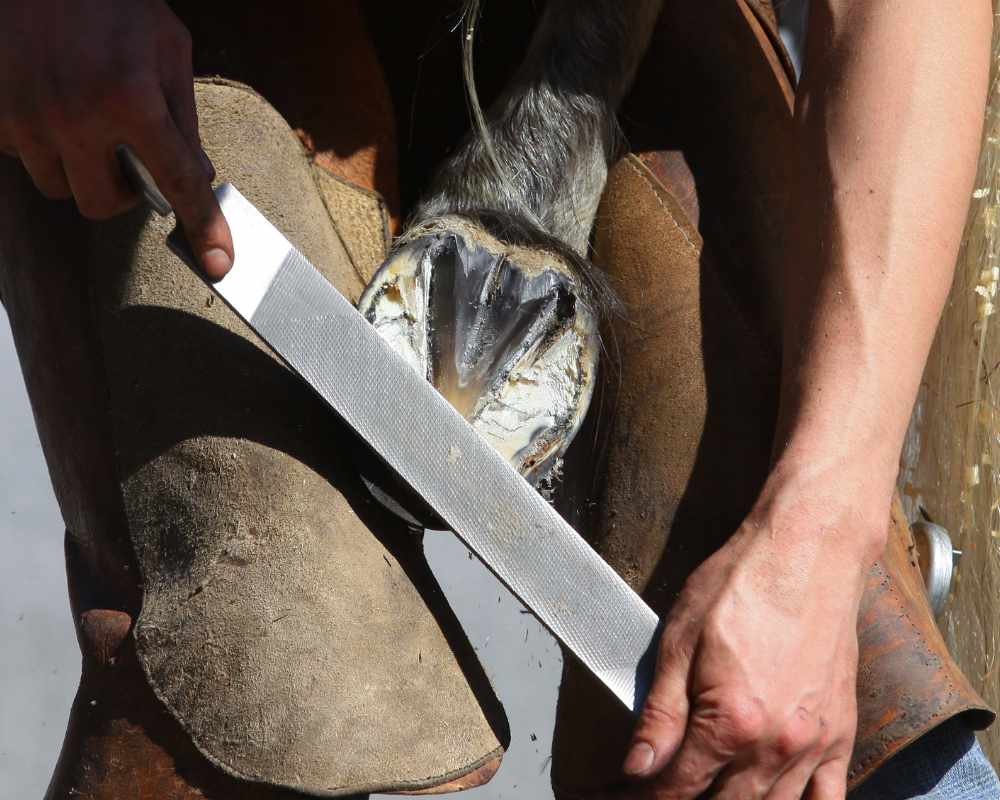 Hoefsmid voor je paard: vind de beste hoefsmid in jouw regio - Totally ...
